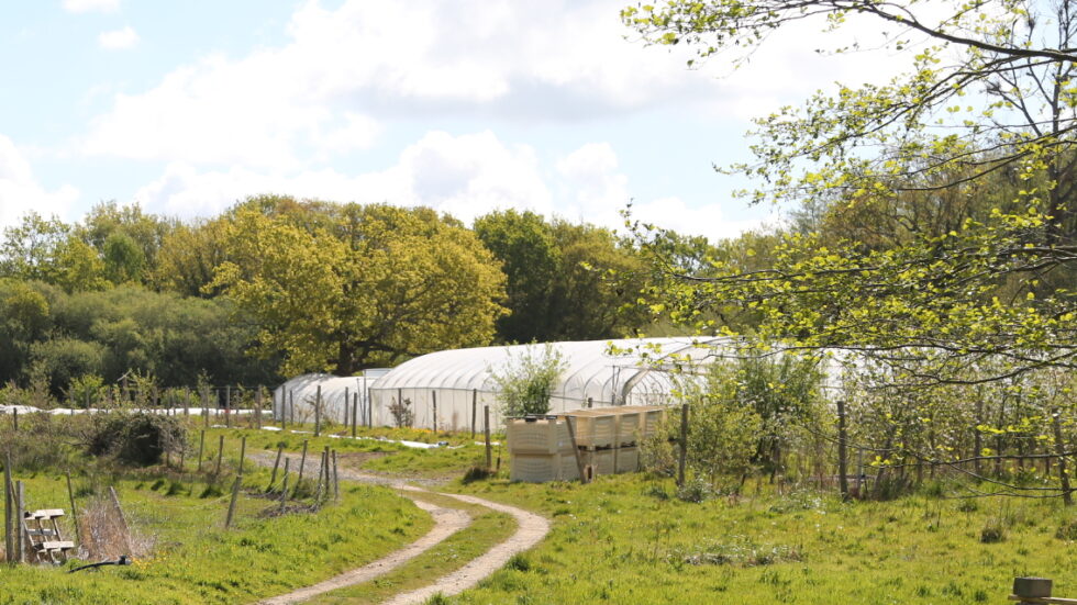 Maraîchage : des modes de production en pleine évolution