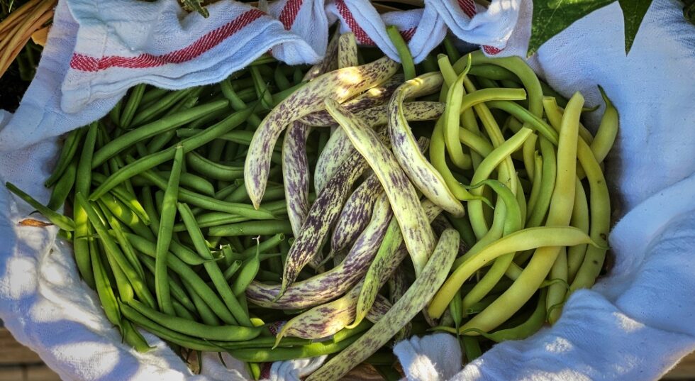 Haricot : plantation, récolte et rentabilité - La voix du Maraicher