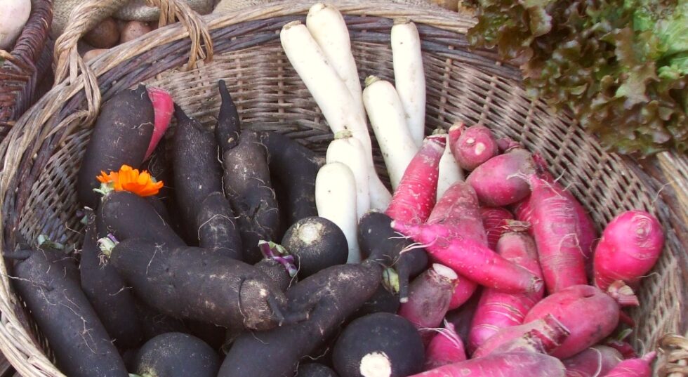 Radis d'automne : semis, récolte, irrigation, stockage