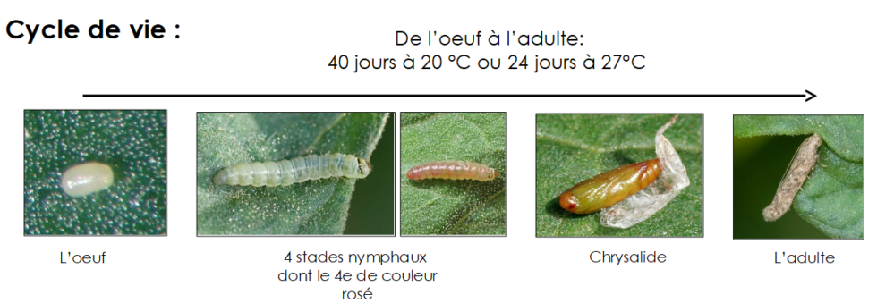 Tuta absoluta, la mineuse de la tomate : identifier, lutter et prévenir