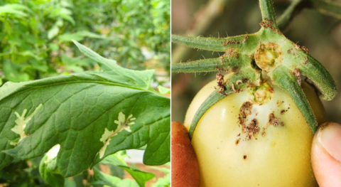 Tuta absoluta, la mineuse de la tomate : identifier, lutter et prévenir